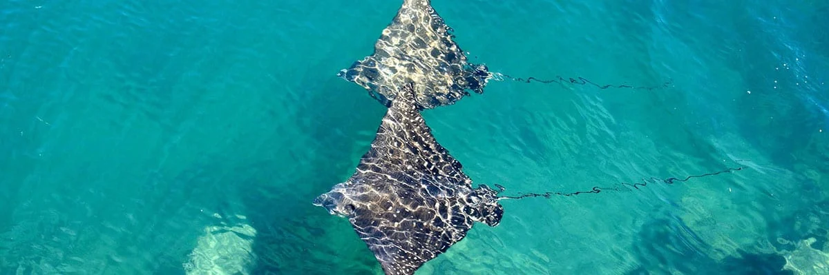 Diving | North Stradbroke Island