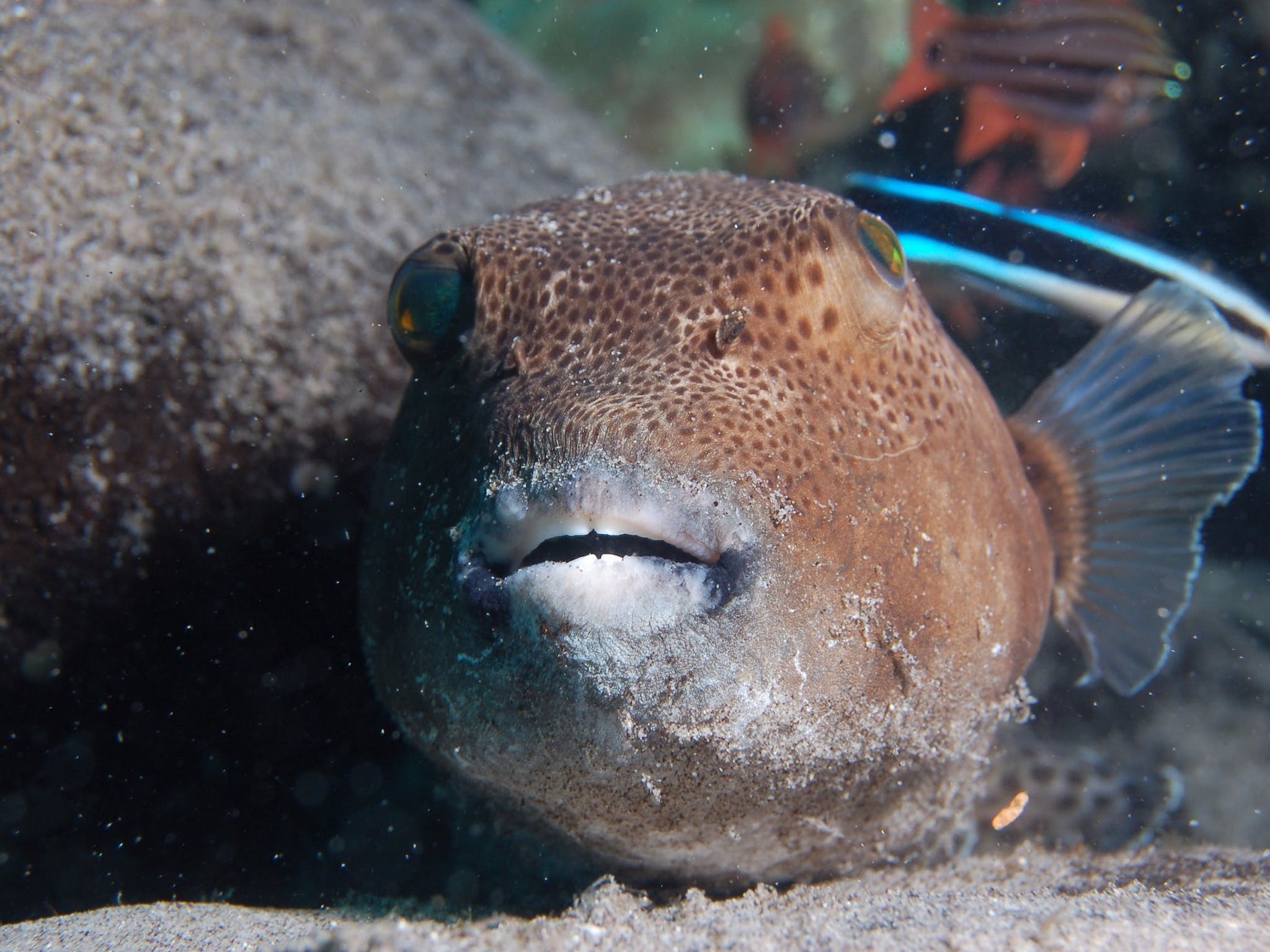 Amity Point Dive Site | North Stradbroke Island