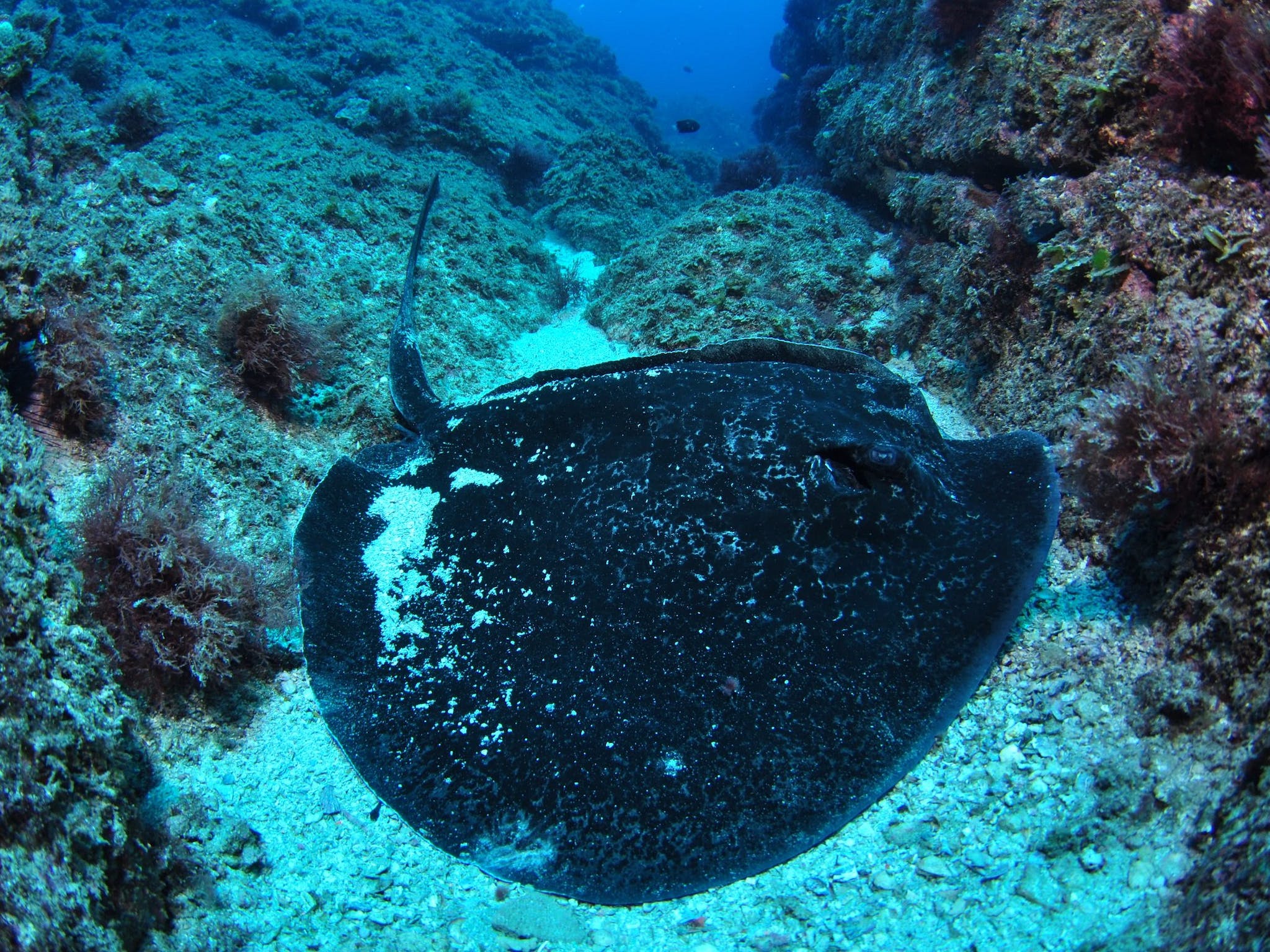 Boat Rock Dive Site | North Stradbroke Island