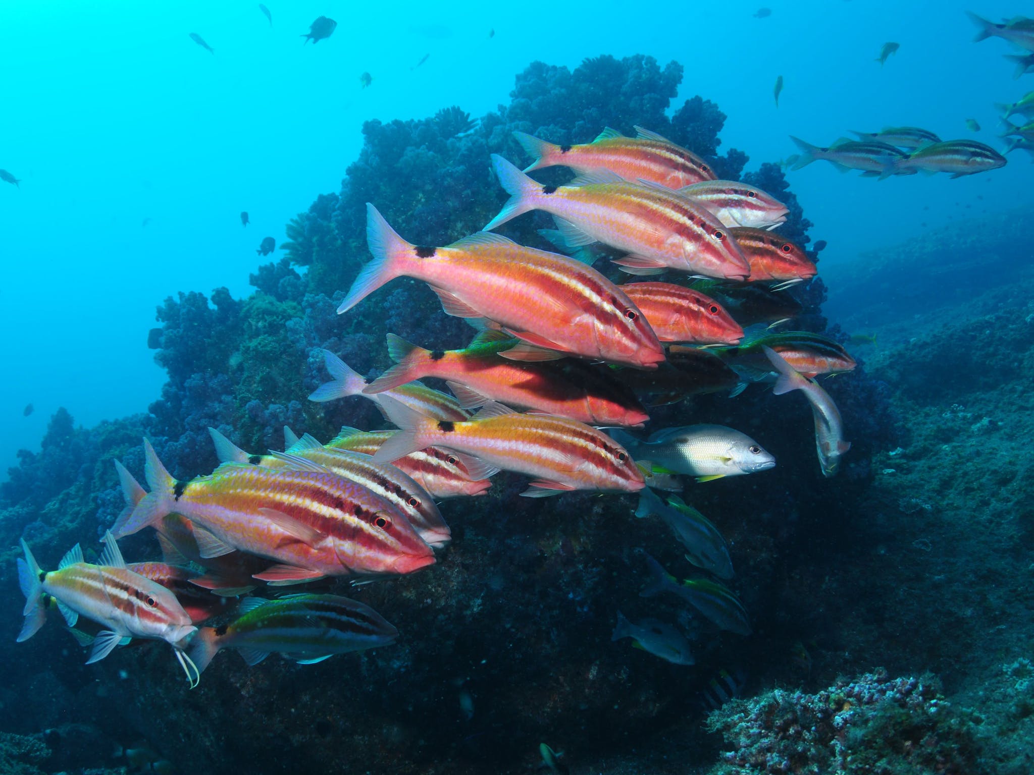 Flat Rock Dive Site | North Stradbroke Island