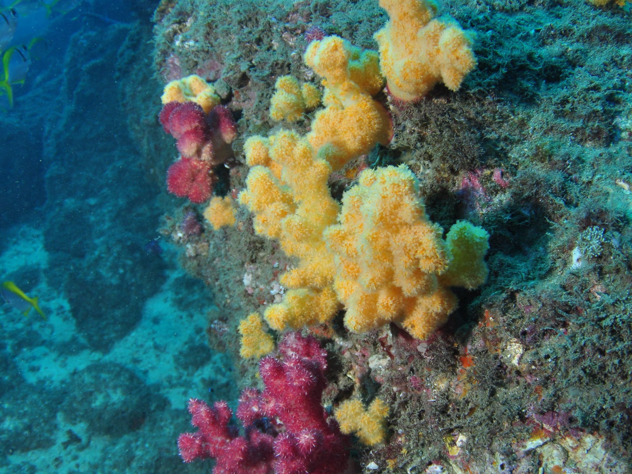 Shag Rock Dive Site | North Stradbroke Island