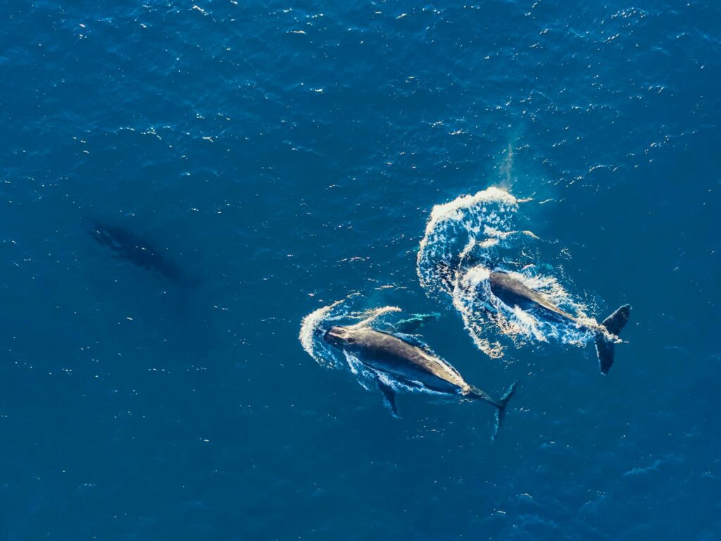 Point Lookout (Mulumba) | North Stradbroke Island